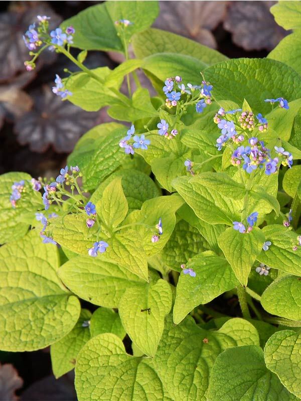 Brunnera Diane's Gold | Bluestone Perennials