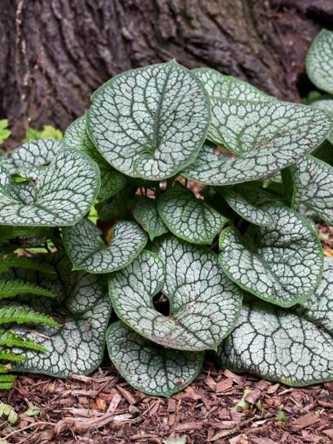 Brunnera Jack of Diamonds | Bluestone Perennials