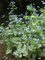 Brunnera Jack Frost -- Bluestone Perennials