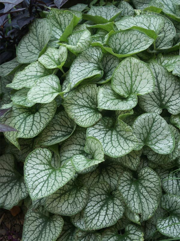 Brunnera Jack Frost | Bluestone Perennials