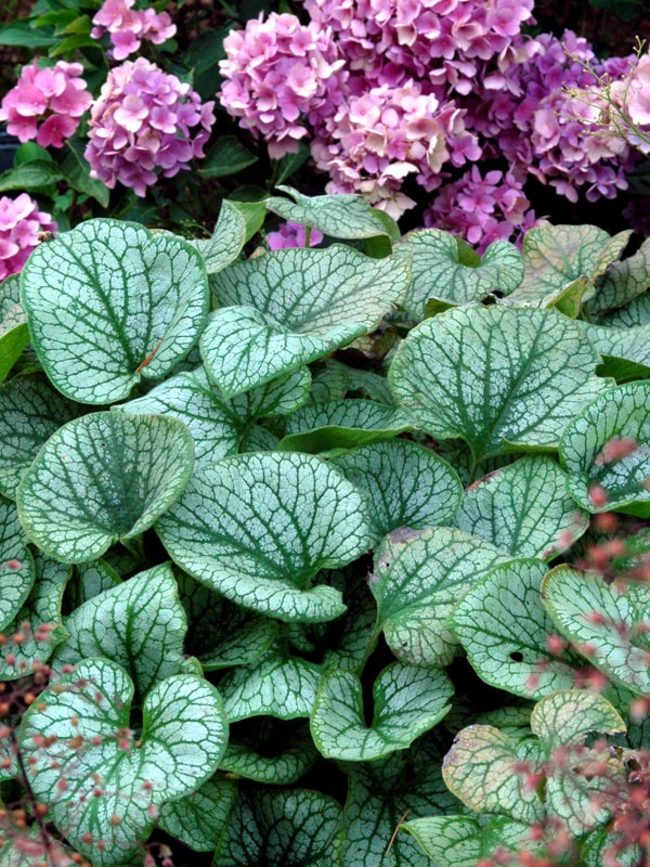 Brunnera Jack Frost | Bluestone Perennials