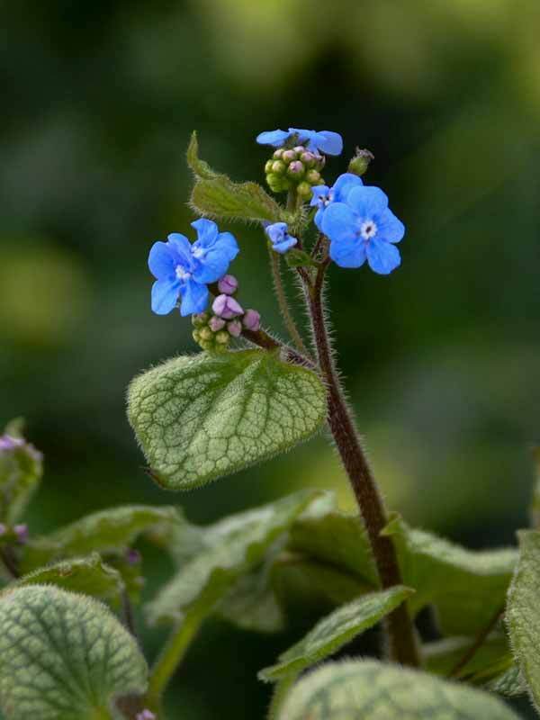 Brunnera Sterling Silver | Bluestone Perennials