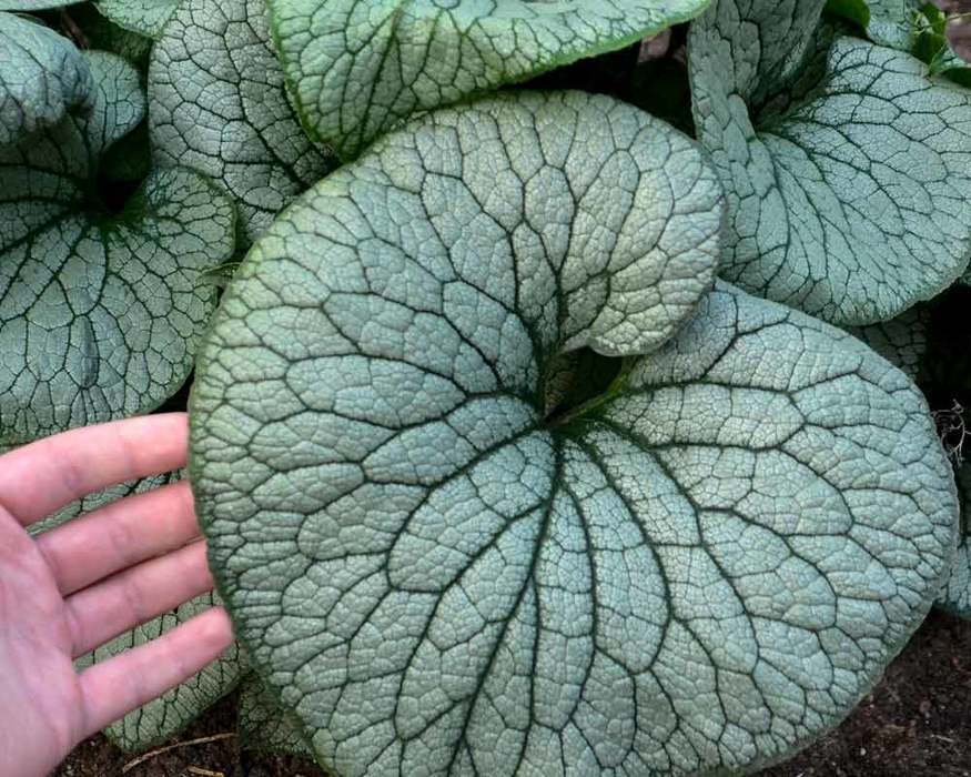 Brunnera Sterling Silver | Bluestone Perennials