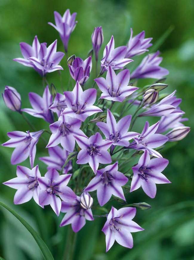 Triteleia Rudy | Bluestone Perennials