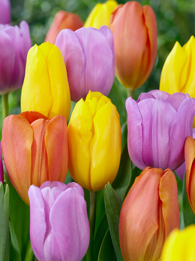 Tulip Tropical Trio Landscape Bag | Bluestone Perennials