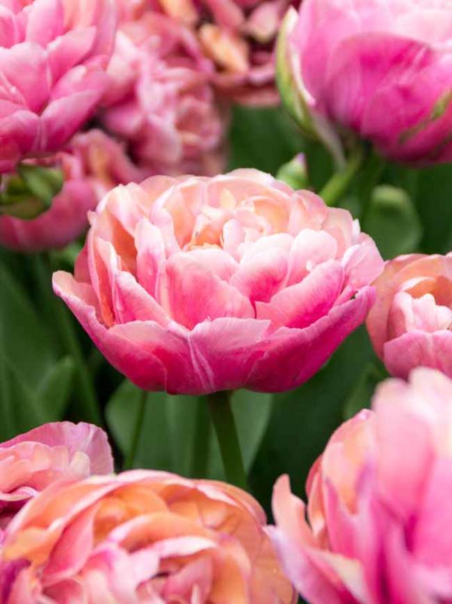 Tulip Amazing Grace -- Bluestone Perennials