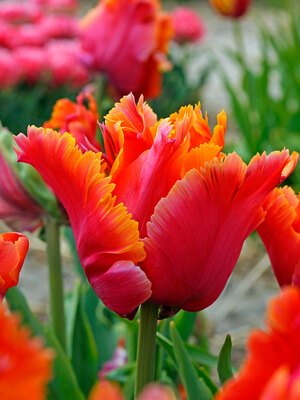 Red Ruffled Tulip