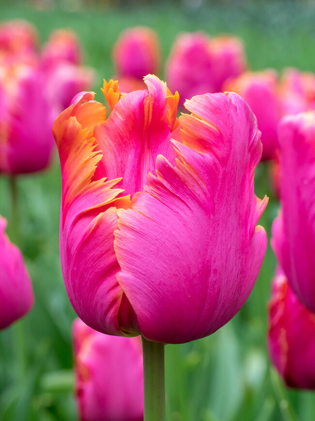 Tulip Amazing Parrot | Bluestone Perennials