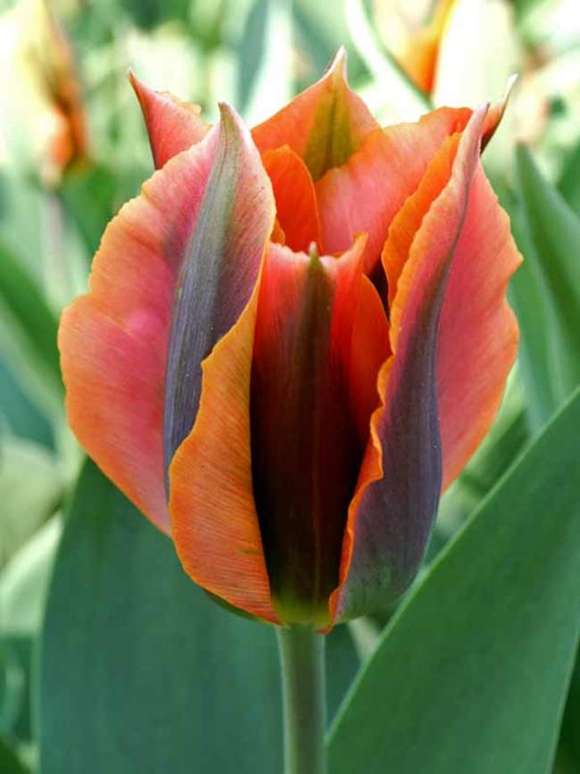 Tulip Artist | Bluestone Perennials