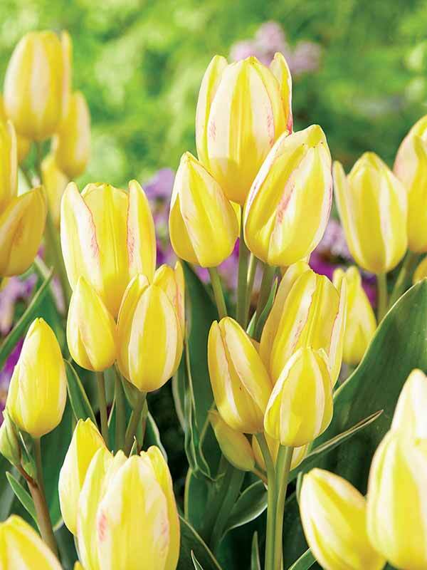 Tulip Antoinette | Bluestone Perennials