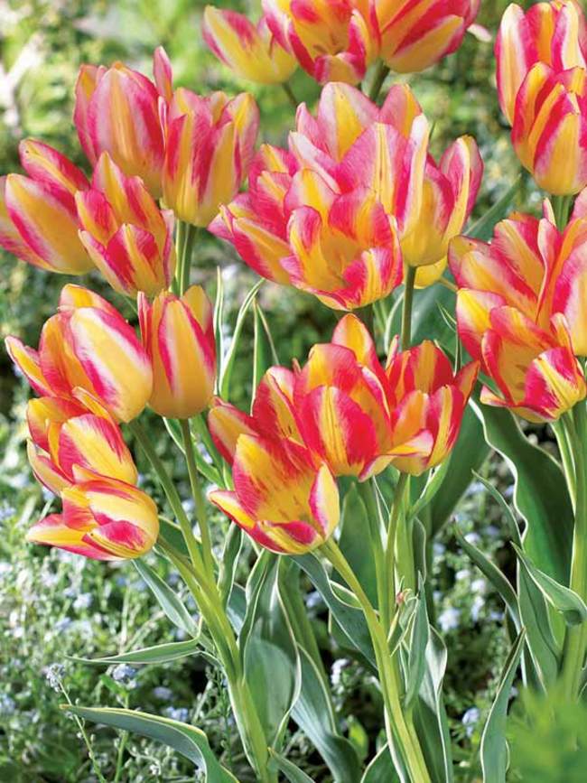 Tulip Antoinette | Bluestone Perennials