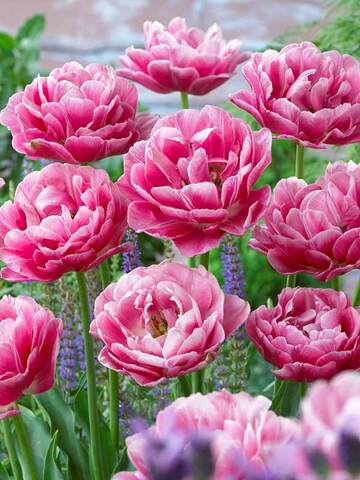 Tulip Aveyron | Bluestone Perennials