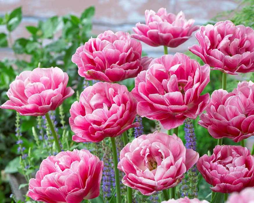 Tulip Aveyron | Bluestone Perennials