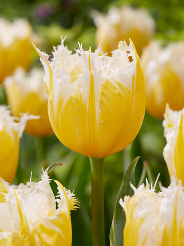 Tulip Burning Flame | Bluestone Perennials