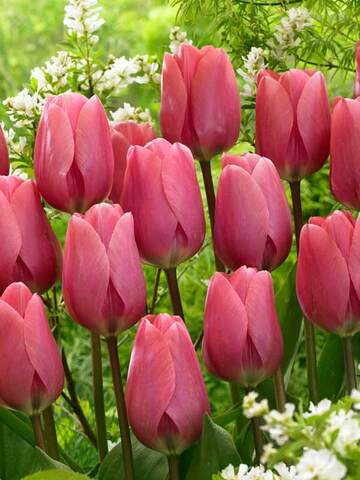 Tulip Big Love | Bluestone Perennials