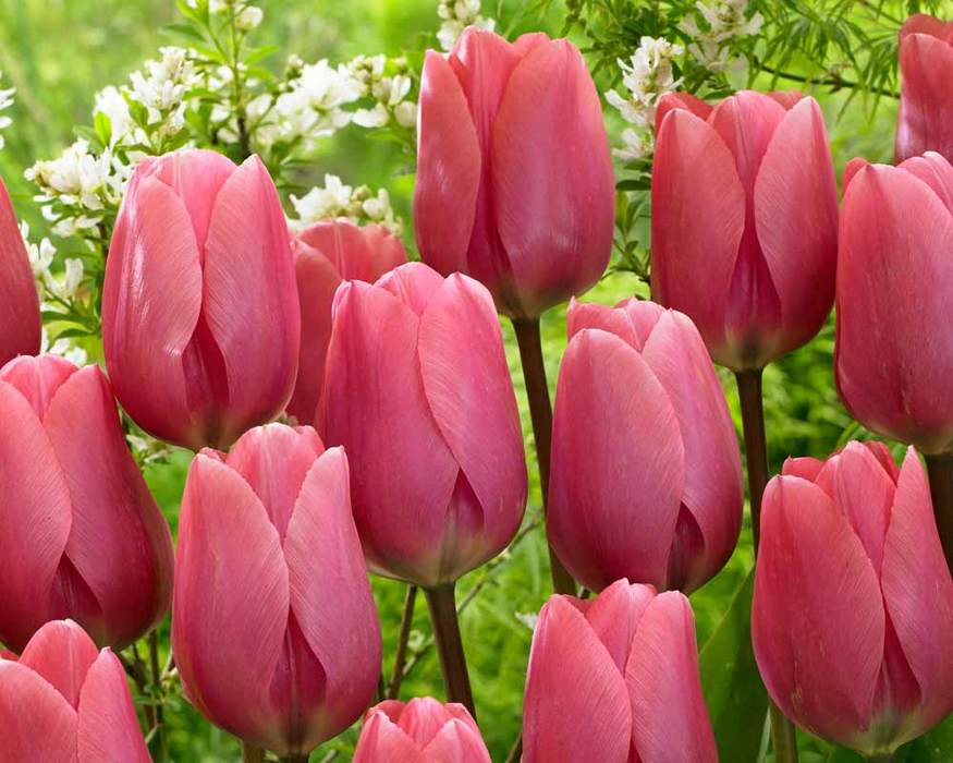 Tulip Big Love | Bluestone Perennials
