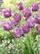 Tulip Bleu Aimable -- Bluestone Perennials