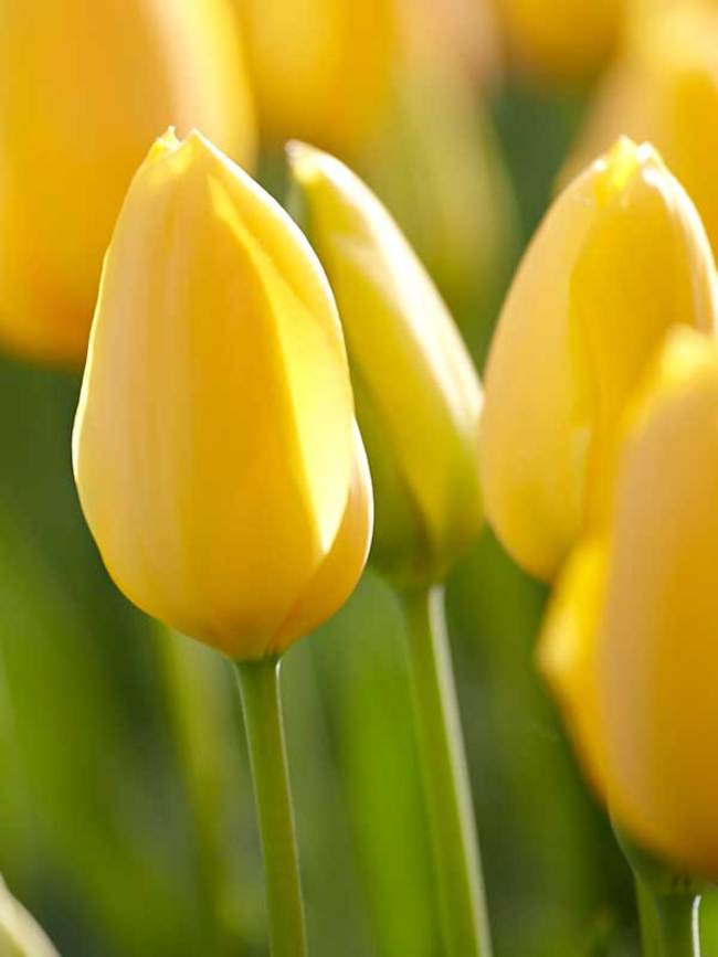 Tulip Big Smile | Bluestone Perennials