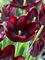 Tulip Cafe Noir -- Bluestone Perennials