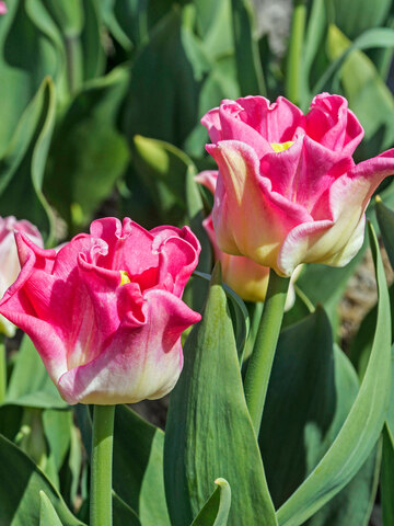 Tulip Crown Of Dynasty | Bluestone Perennials