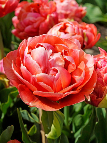 Tulip Copper Image | Bluestone Perennials