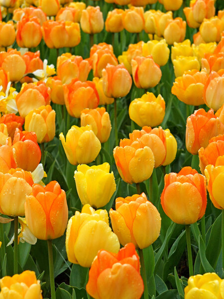 Product Viewer - Tulip Daydream