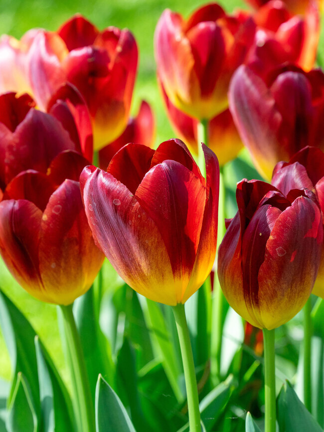 Tulip Amber Glow | Bluestone Perennials