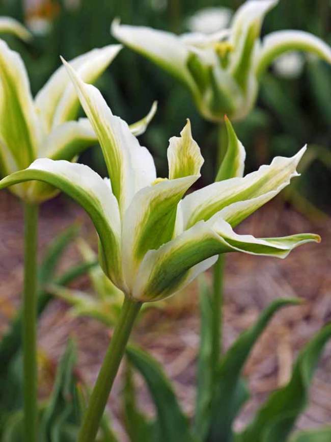 Tulip Greenstar | Bluestone Perennials
