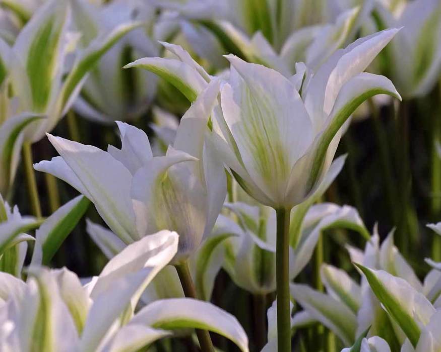 Tulip Greenstar | Bluestone Perennials