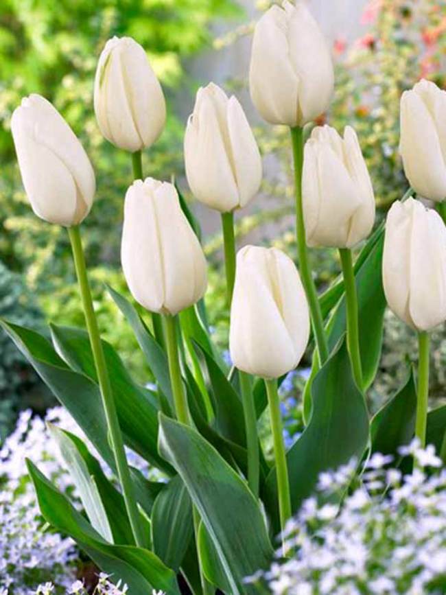 Tulip Hakuun -- Bluestone Perennials