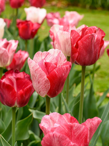 Tulip Hemisphere | Bluestone Perennials