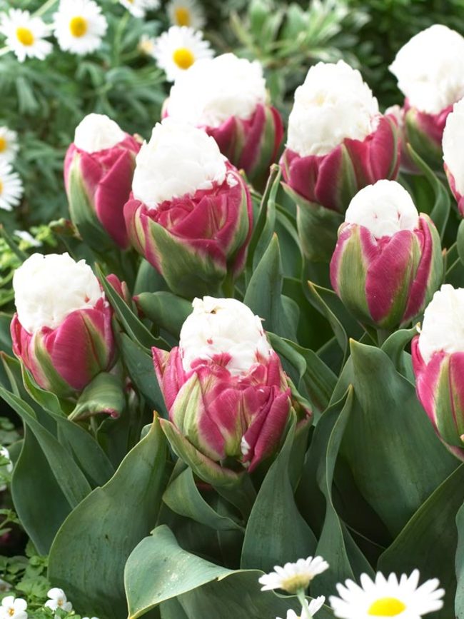 Tulip Ice Cream -- Bluestone Perennials