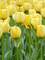 Tulip Jaap Groot -- Bluestone Perennials