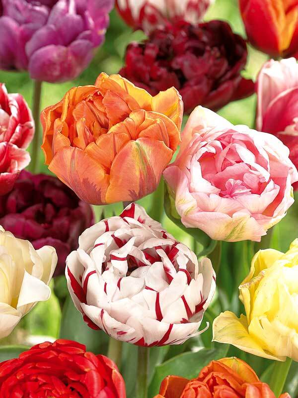 Tulip Double Late Mix | Bluestone Perennials