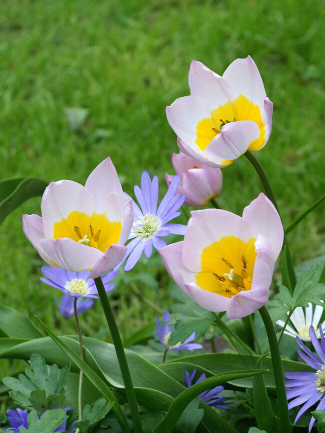 Tulip Lilac Wonder | Bluestone Perennials