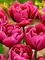 Tulip Margarita -- Bluestone Perennials