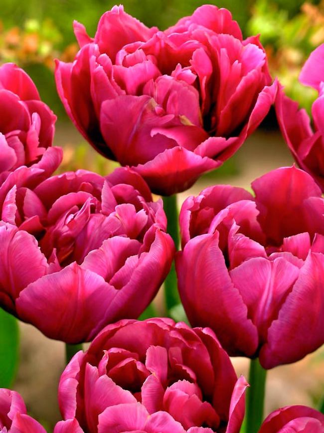 Tulip Margarita -- Bluestone Perennials