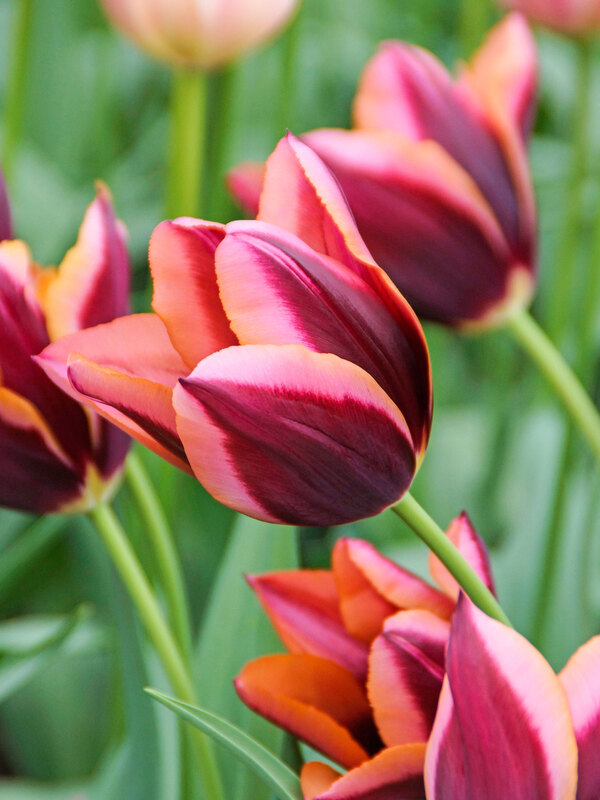 Tulip Muvota | Bluestone Perennials