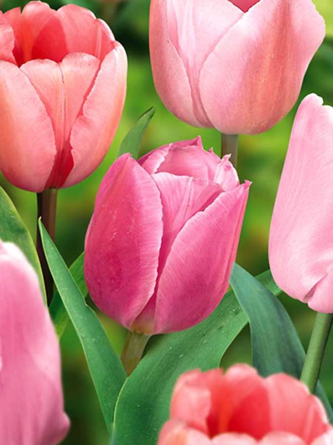 Tulip Non Stop Pink Super Saver | Bluestone Perennials