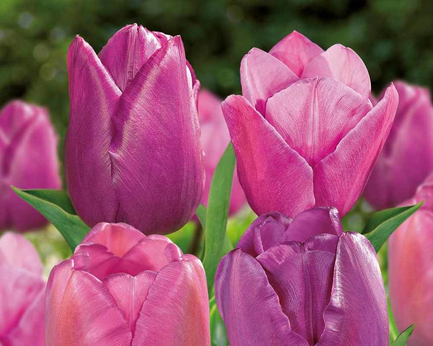 Tulip Non Stop Purple Super Saver | Bluestone Perennials