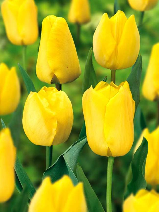 Tulip Non Stop Yellow Super Saver | Bluestone Perennials