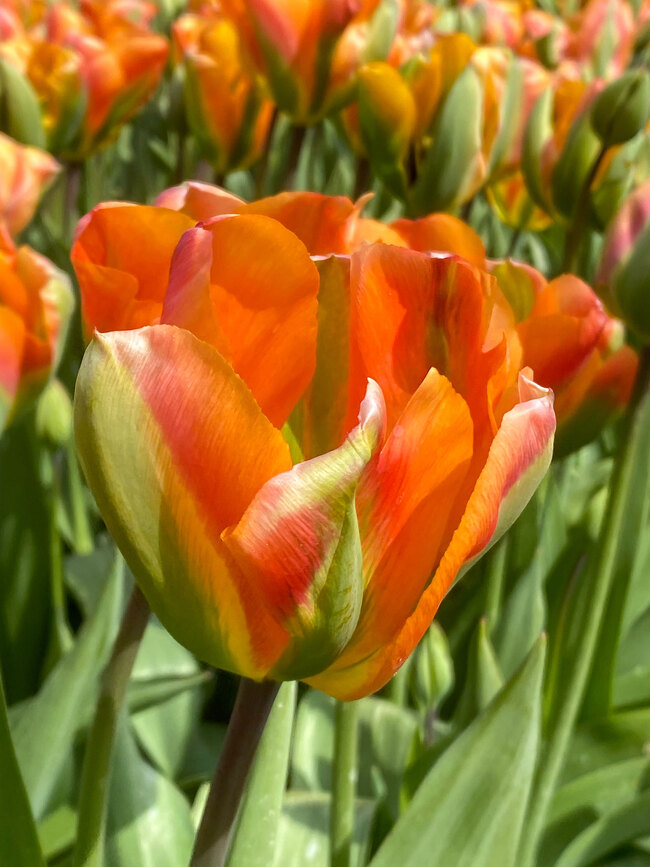 Tulip Orange Marmalade | Bluestone Perennials