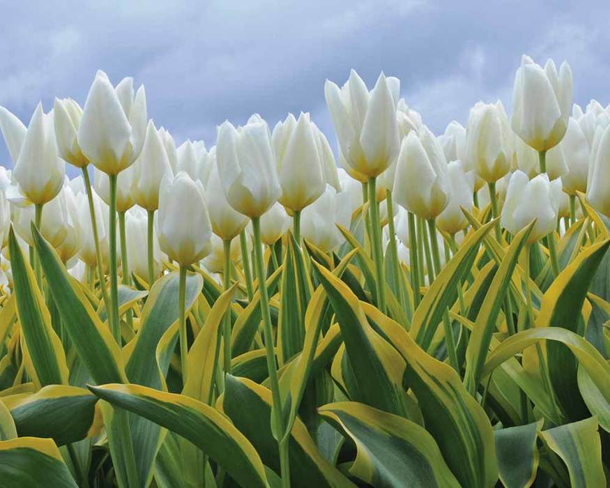 Tulip Purissima Blonde | Bluestone Perennials