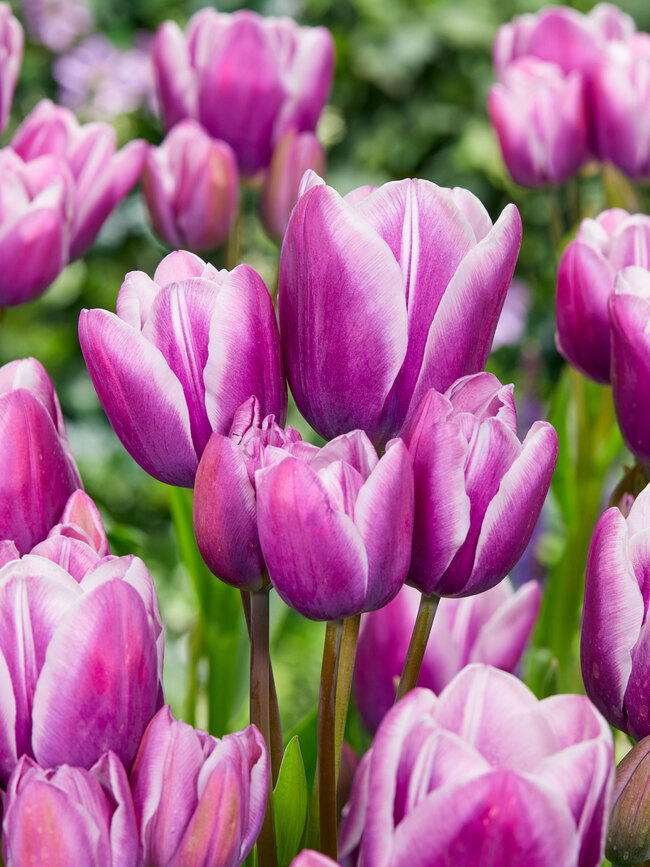 Tulip Purple Elegance -- Bluestone Perennials