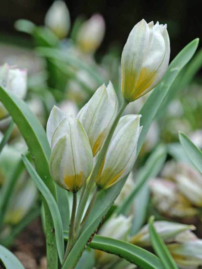 Tulip Polychroma | Bluestone Perennials