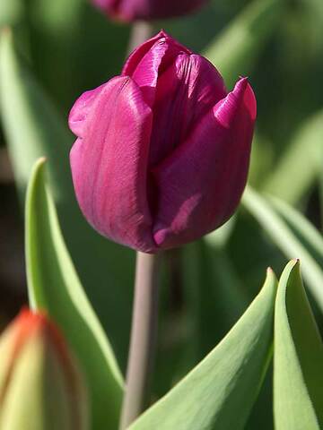 Tulip Purple Prince | Bluestone Perennials