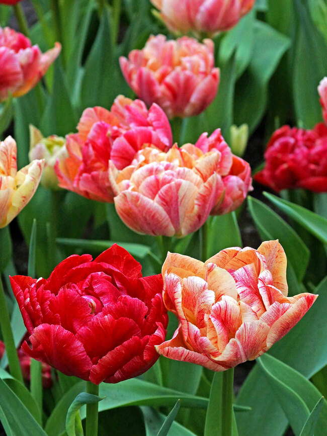 Tulilp Peptalk | Bluestone Perennials