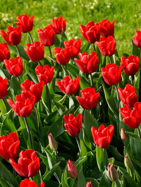 Pennisetum Hameln -- Bluestone Perennials