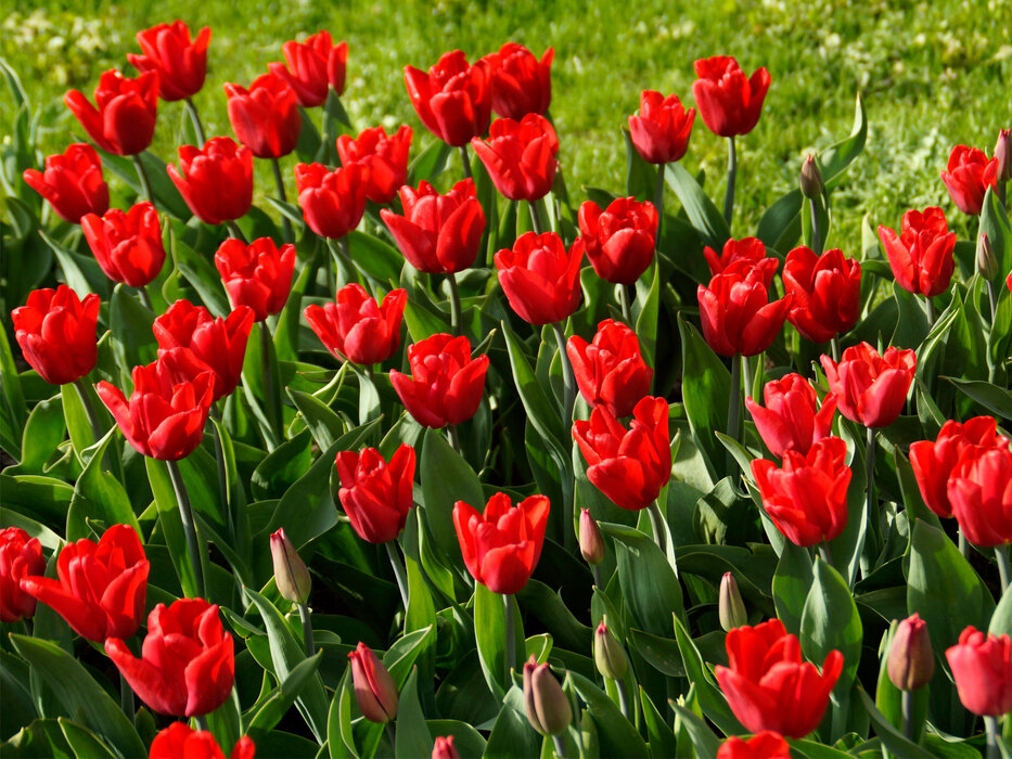 Tulip Ruby Prince | Bluestone Perennials