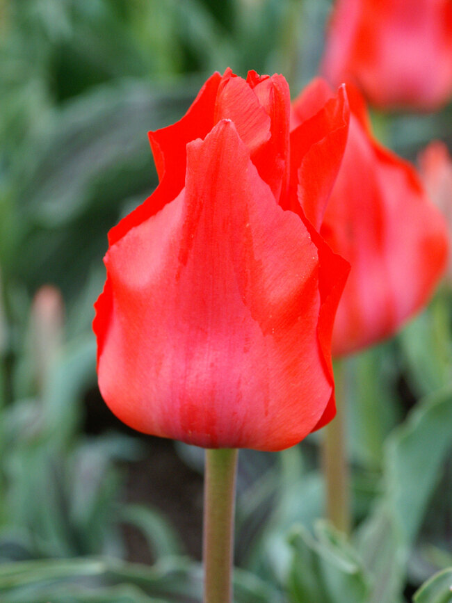 Tulip Red Riding Hood | Bluestone Perennials